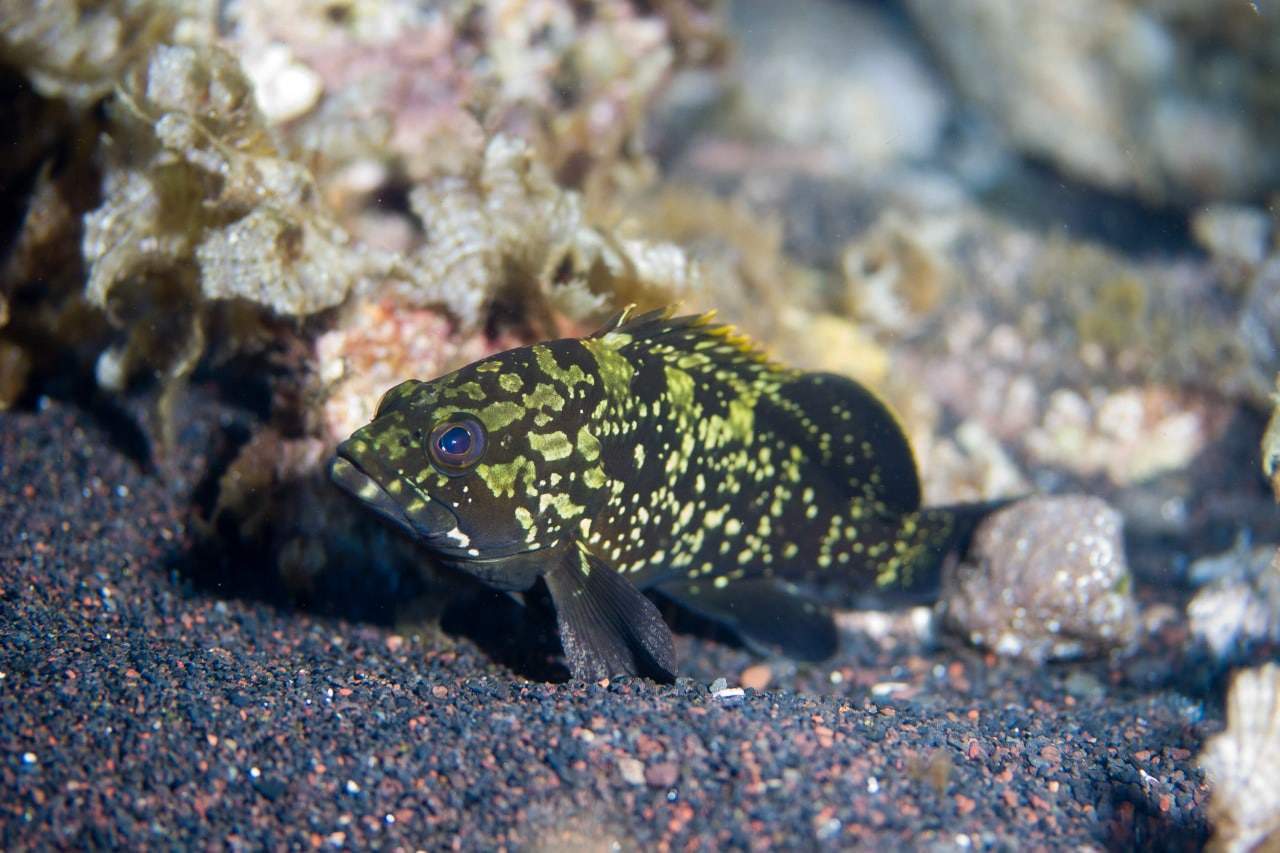 Fotógrafo Áthila Bertoncini abre exposição O Oceano Que Nos Une, em ...